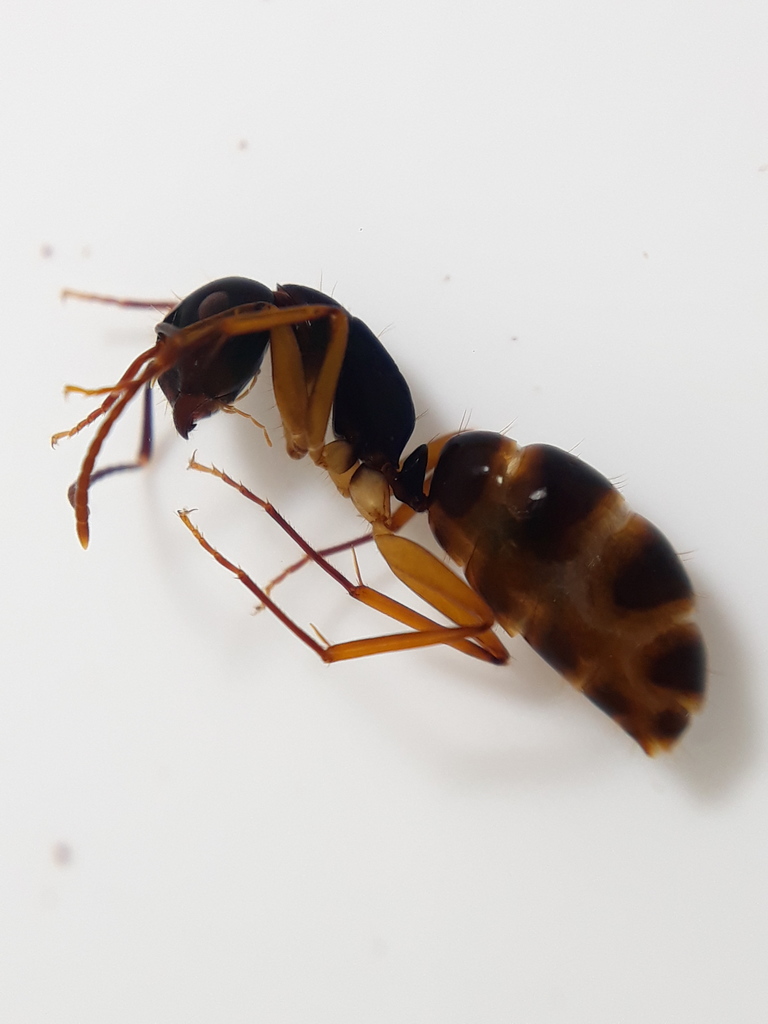 Carpenter Ants, Typical Sugar Ants and Allies from Cuenca, Ecuador on ...