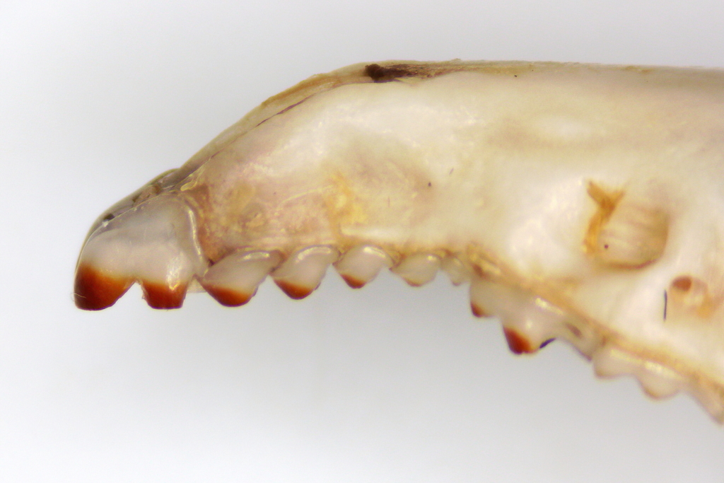 (Sorex) - Know Your Mammals