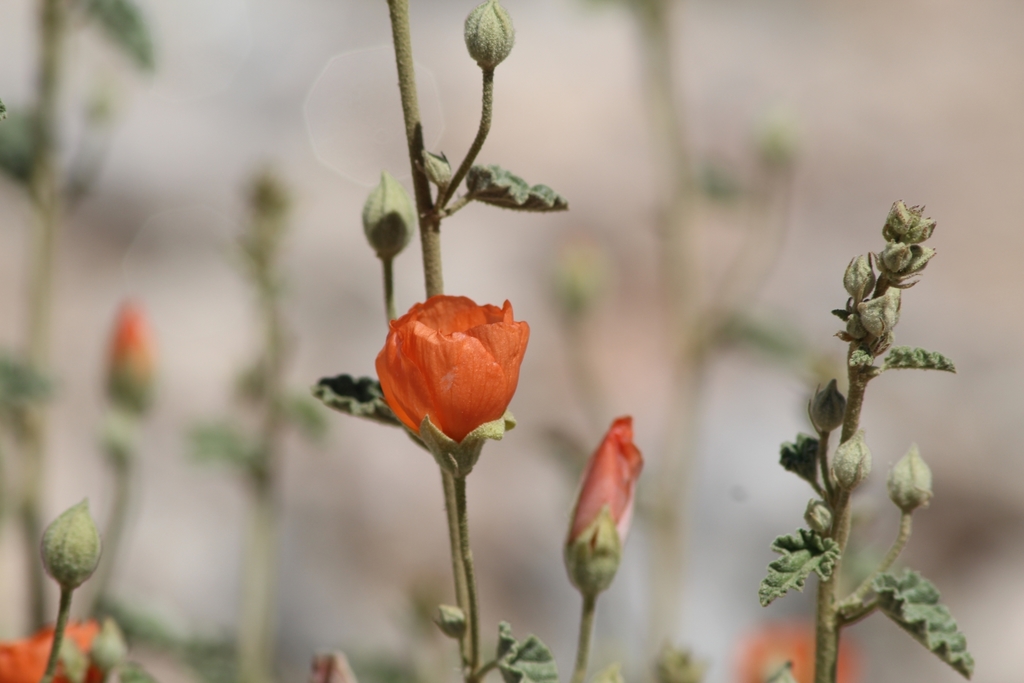 apricot mallow from Las Vegas, NV 89156, USA on March 23, 2021 at 04:46 ...