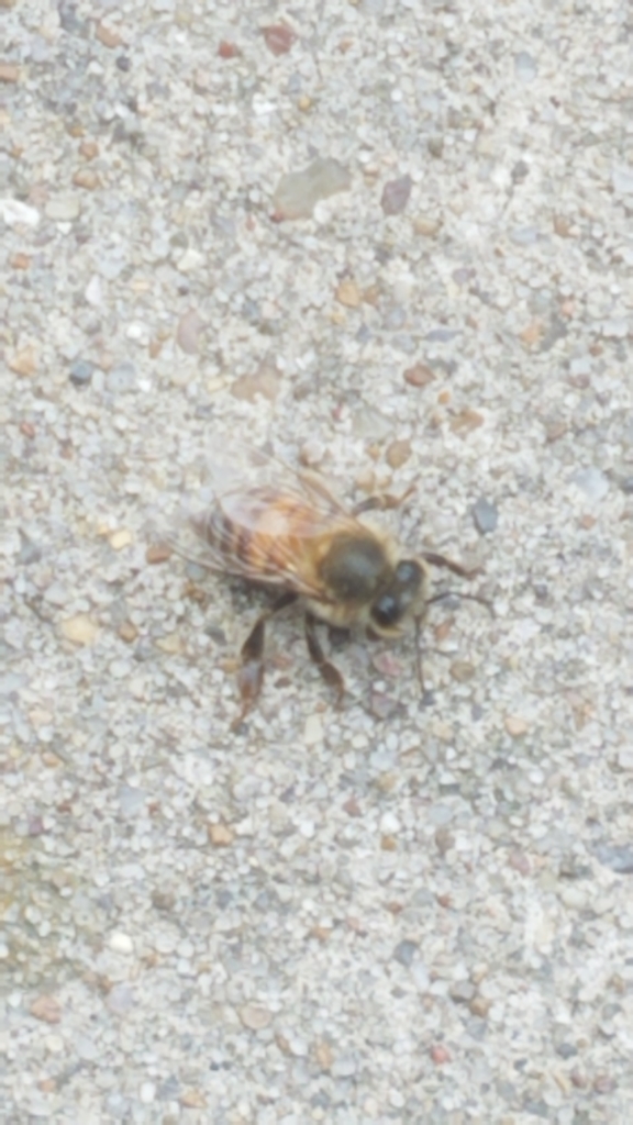 Western Honey Bee from Houston, TX 77042, USA on March 24, 2021 at 10: ...