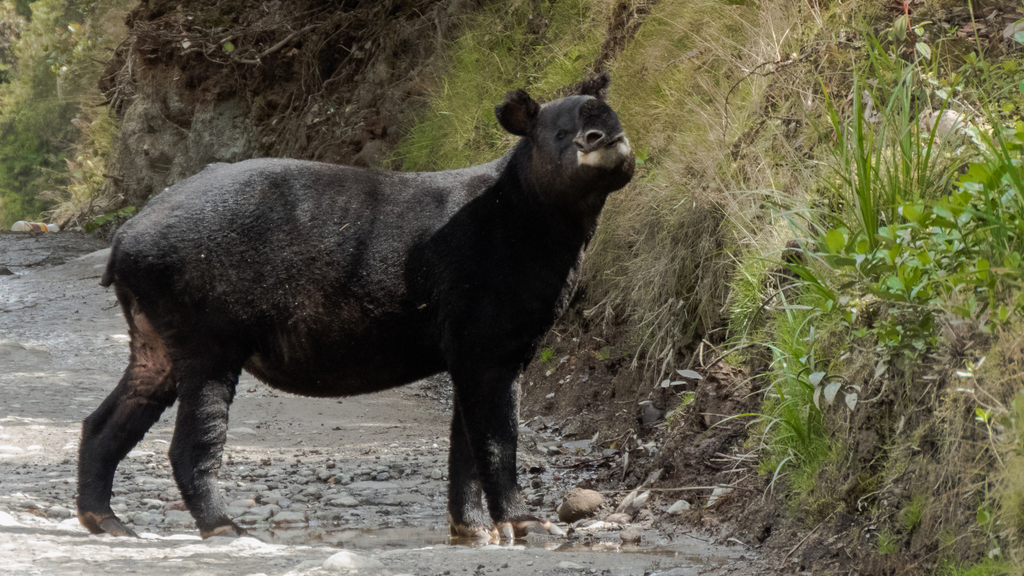 Danta Cordillerana en marzo de 2020 por gustavopisso · NaturaLista Colombia