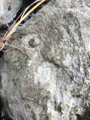 Geotrochatella martensi · iNaturalist