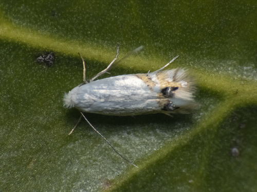 género Leucoptera · NaturaLista Colombia