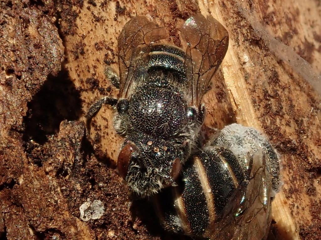 Banded Dark Bee from Khimki, Moskva, Russia on March 24, 2021 at 01:19 ...