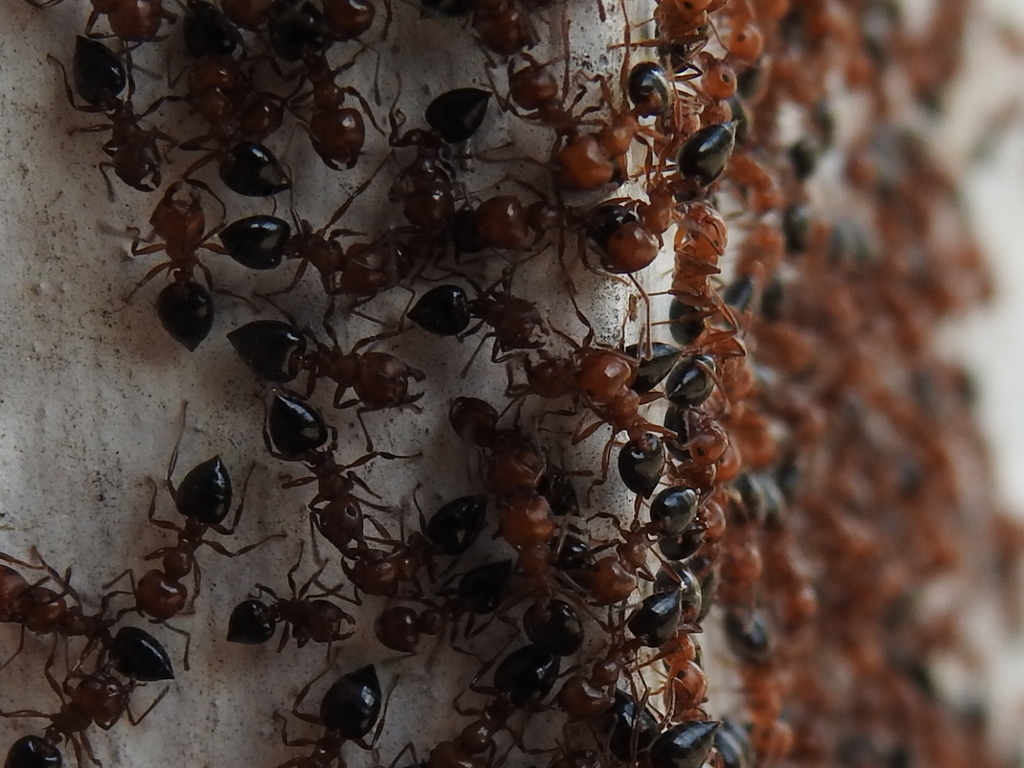 Shiny Acrobat Ant from Fort Worth, TX, USA on March 24, 2021 at 01:33 ...