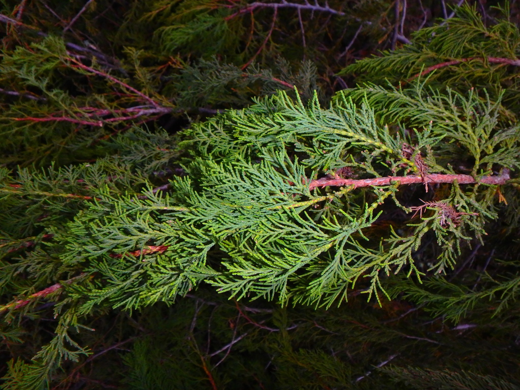 African juniper (Juniperus procera) - Botanical Realm