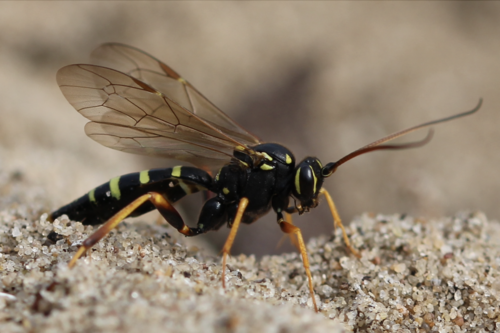 Banchus dilatatorius · iNaturalist United Kingdom