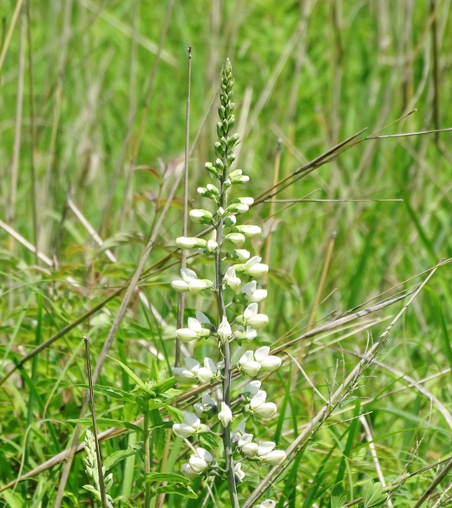 white wild indigo in June 2019 by Su Snyder. Ottawa County portion of ...