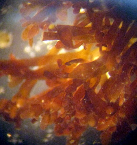 Gelidium crinale (MatBio: SEAWEEDS & SEAGRASSES - Matanzas Biodiversity ...
