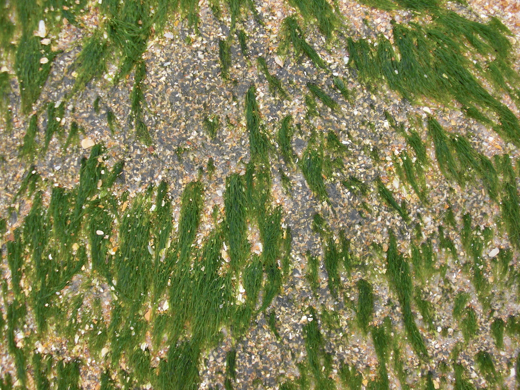 Enteromorpha flexuosa ssp. Flexuosa (MatBio: SEAWEEDS & SEAGRASSES ...