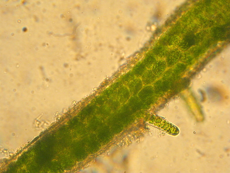 Enteromorpha flexuosa ssp. Flexuosa (MatBio: SEAWEEDS & SEAGRASSES ...