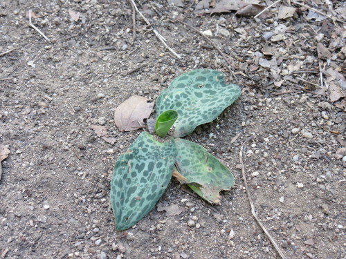 Subspecies Drimiopsis botryoides prostrata · iNaturalist