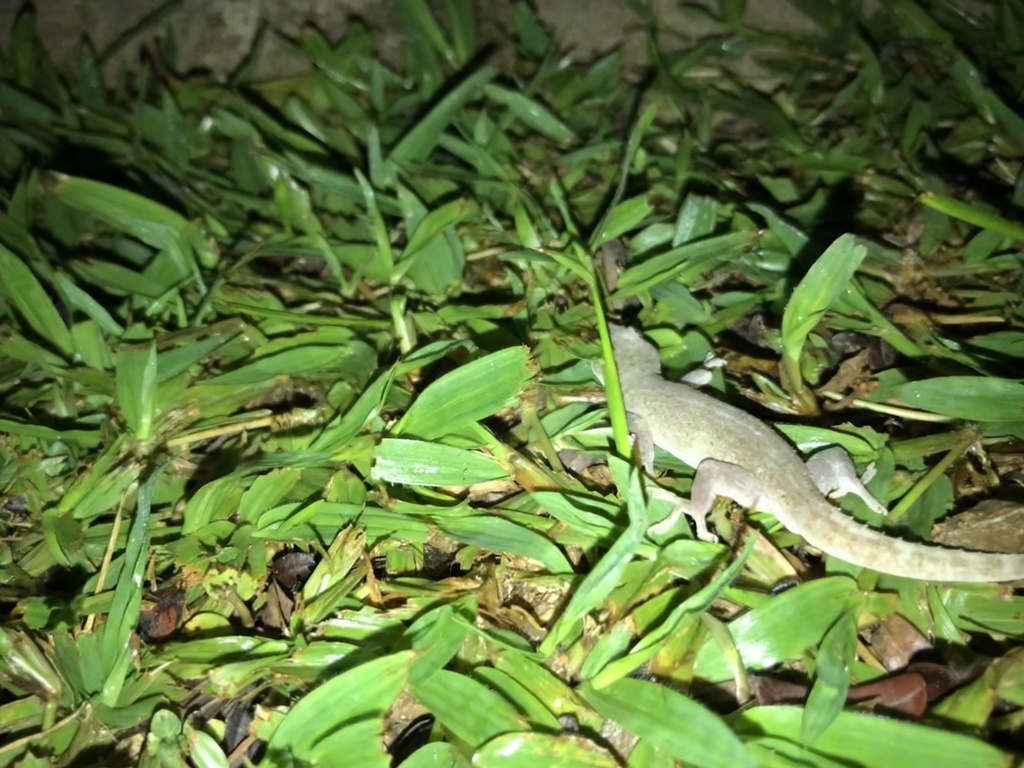Asian House Gecko from Calle Río Morete, Osa, Puntarenas, CR on March ...