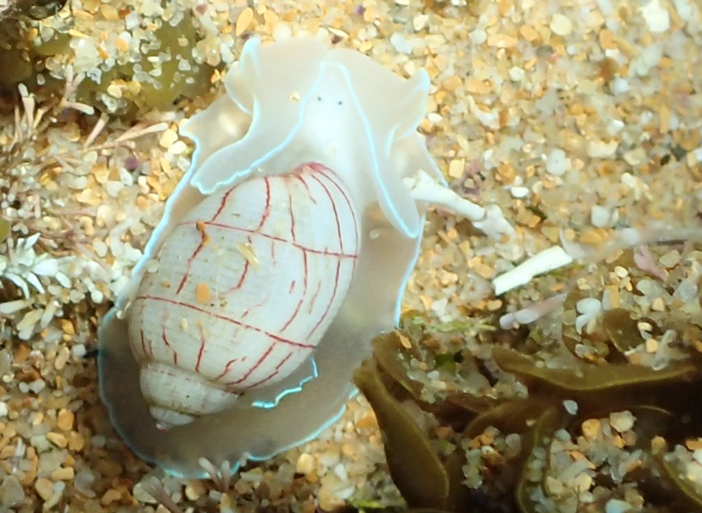 Red Lined Bubble Snail From Copacabana Nsw Australia On October 30