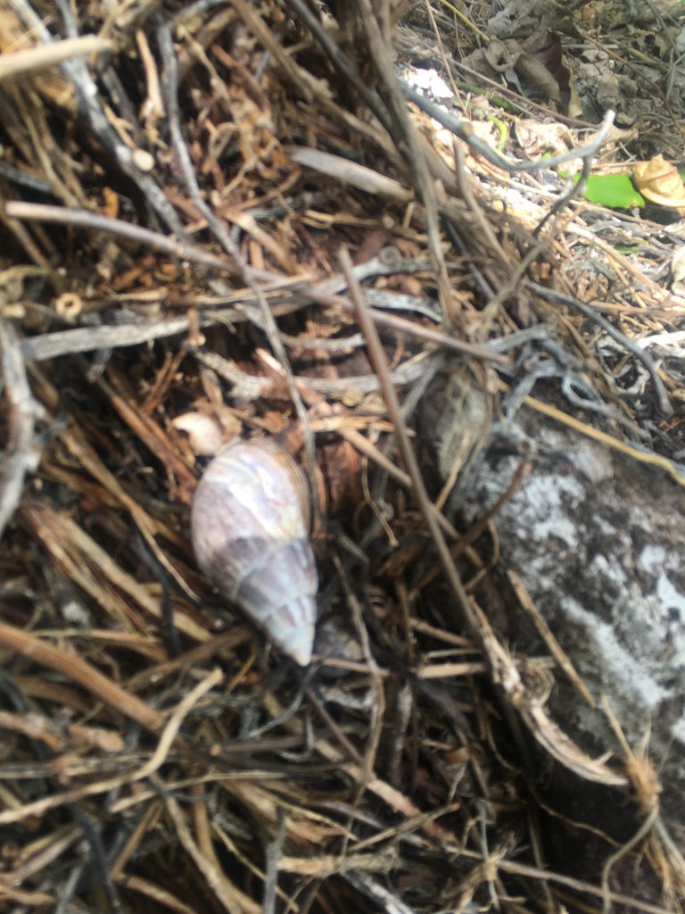 African Giant Snail from ʻĪao Valley State Monument, Wailuku, HI, US on ...