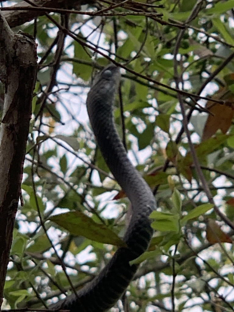 Southern Black Racer in March 2021 by muckama · iNaturalist
