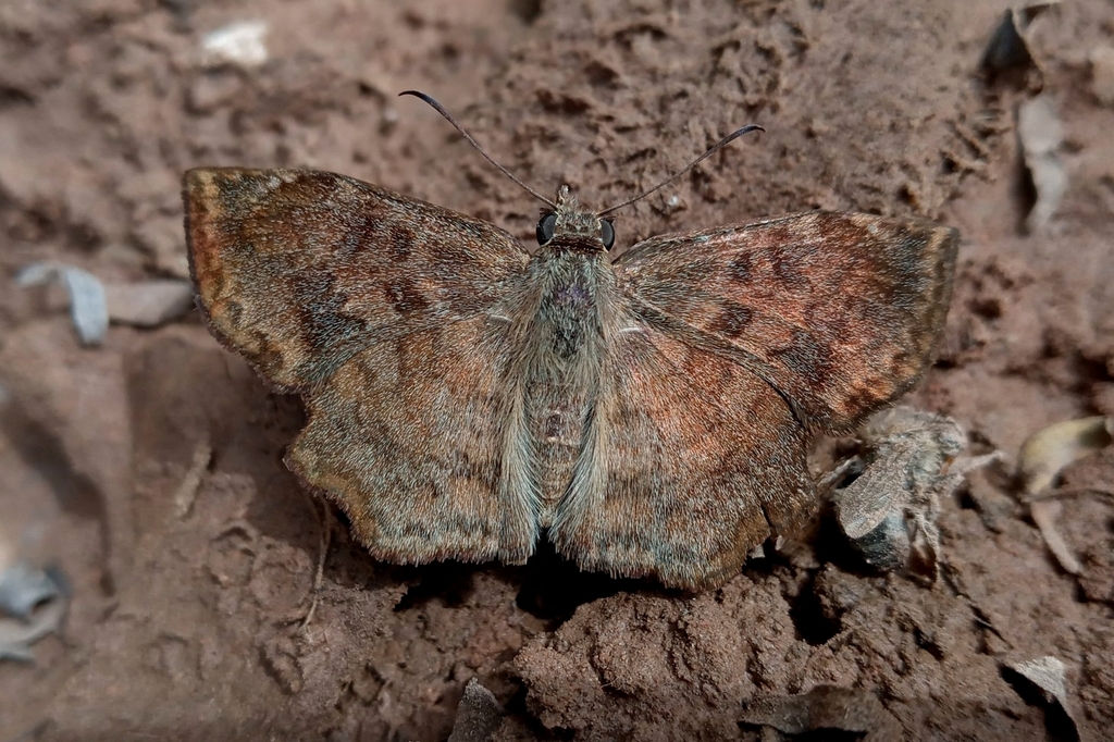 Common Spurwing from Rio Claro - SP, 13505, Brasil on March 24, 2021 at ...