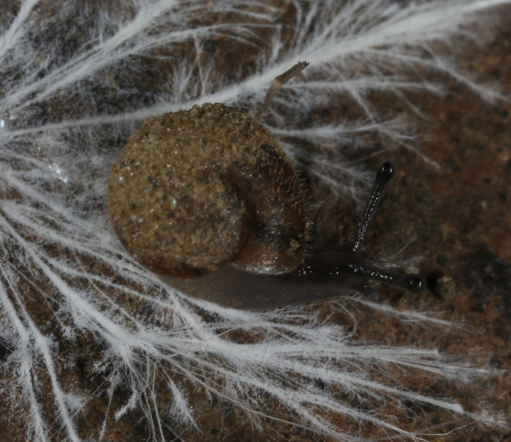 Helicoidea from N Butterfly Rd, Arizona 85619, USA on September 12 ...