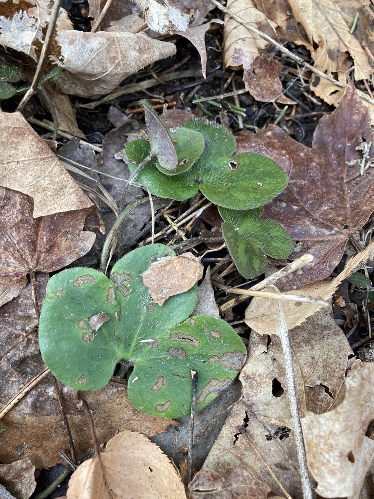 round-lobed hepatica from Williamsburg, MA, US on March 24, 2021 at 07: ...