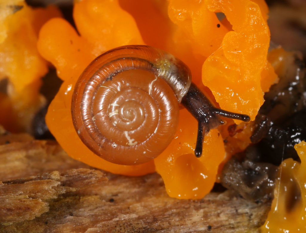 Quick Gloss Snail from Pima County, AZ, USA on September 11, 2019 at 11 ...