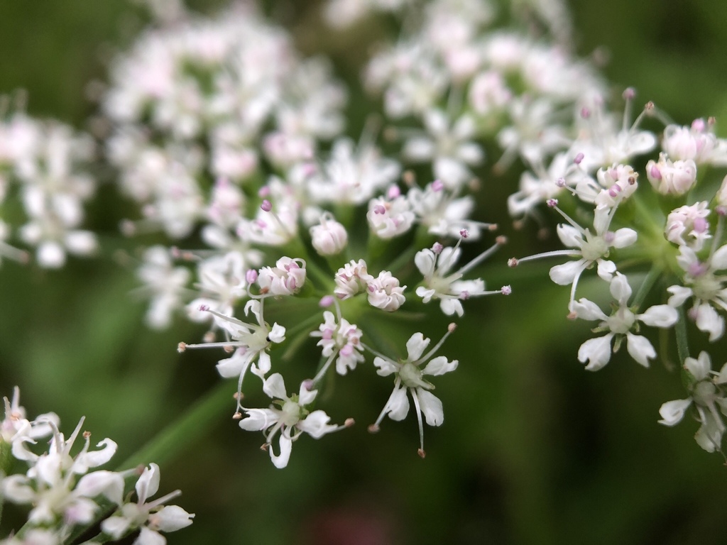 Java water-dropwort from 泰雅路四段, 大同鄉, TW on March 14, 2021 at 04:13 PM ...