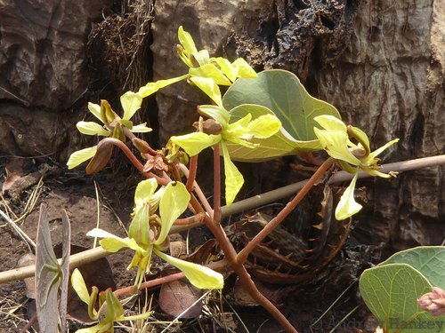 género Tylosema · NaturaLista Colombia
