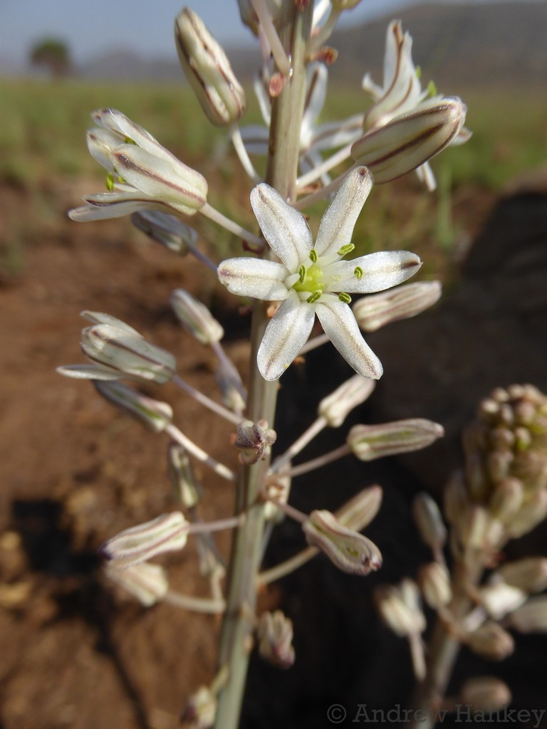 Largecapsule Poison Squills (Macrocentrae) - Botanical Realm