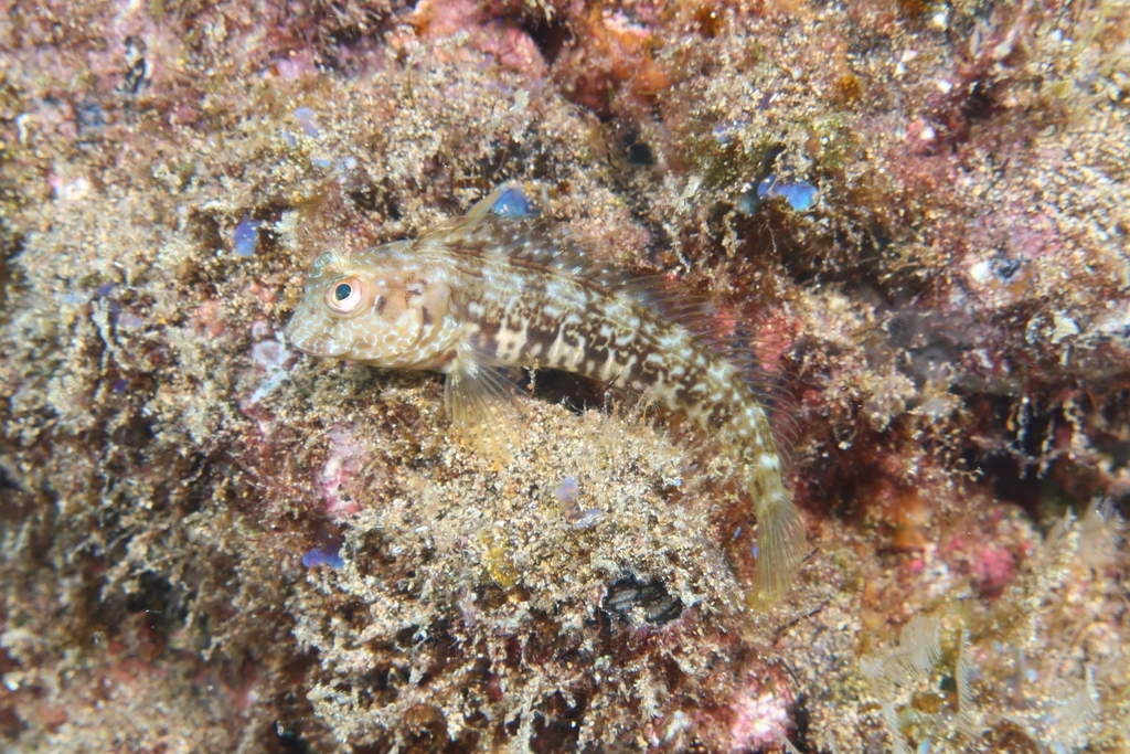 Monkey Blenny (Parablennius goreensis) - Marine Life Identification