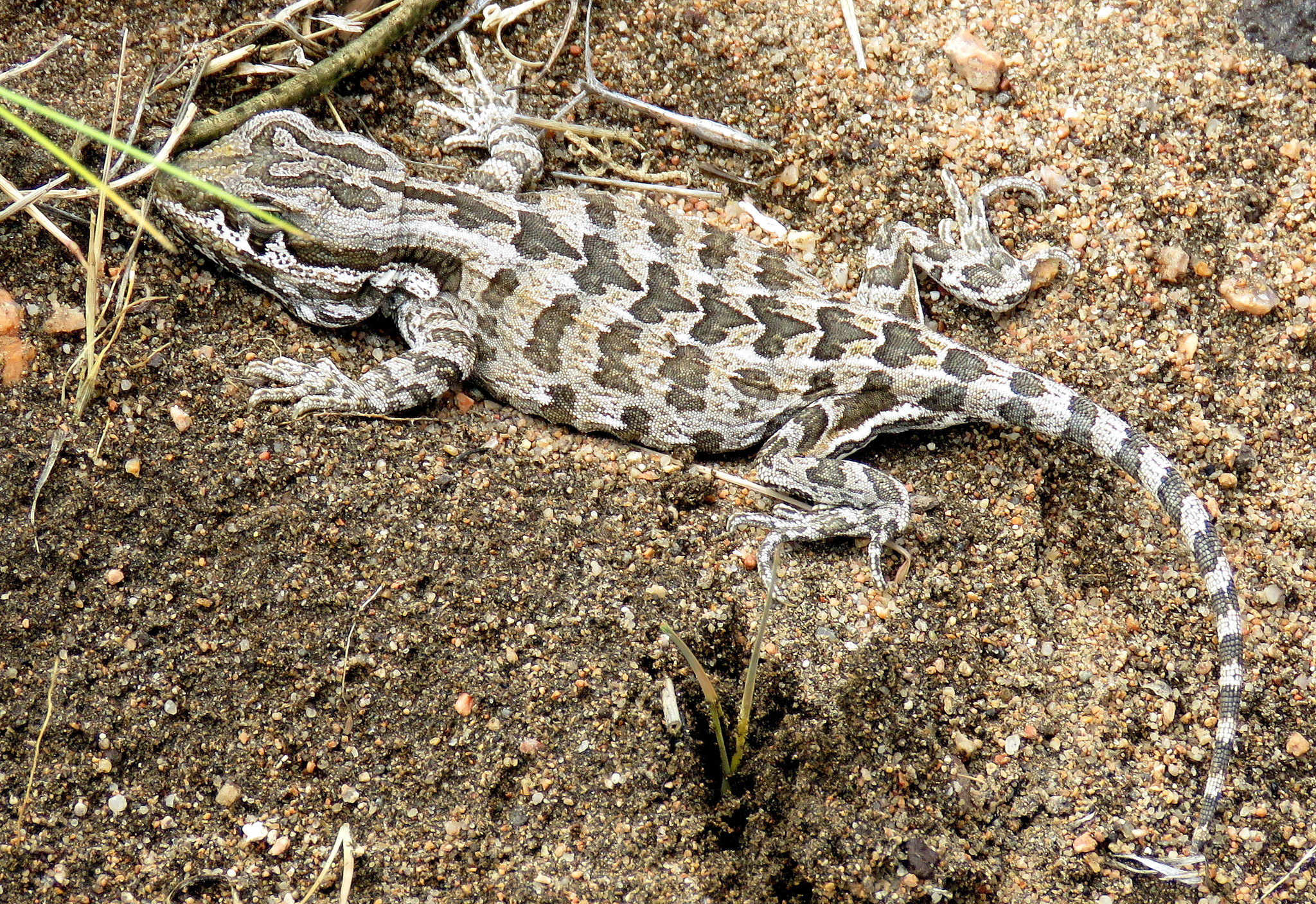 Leiosaurus A.M.C.Duméril & Bibron, 1837