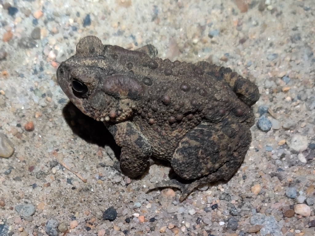 American Toad from Hanson, MA 02341, USA on March 24, 2021 at 07:52 PM ...