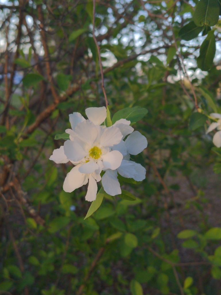 Maleae from Hernando, MS, USA on March 24, 2021 at 06:49 PM by jtippitt ...