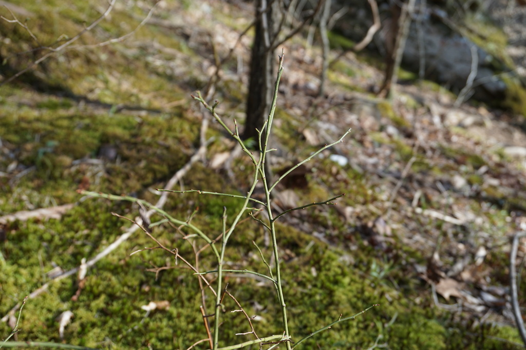 Blue Ridge blueberry in March 2021 by Matt Tomlinson · iNaturalist