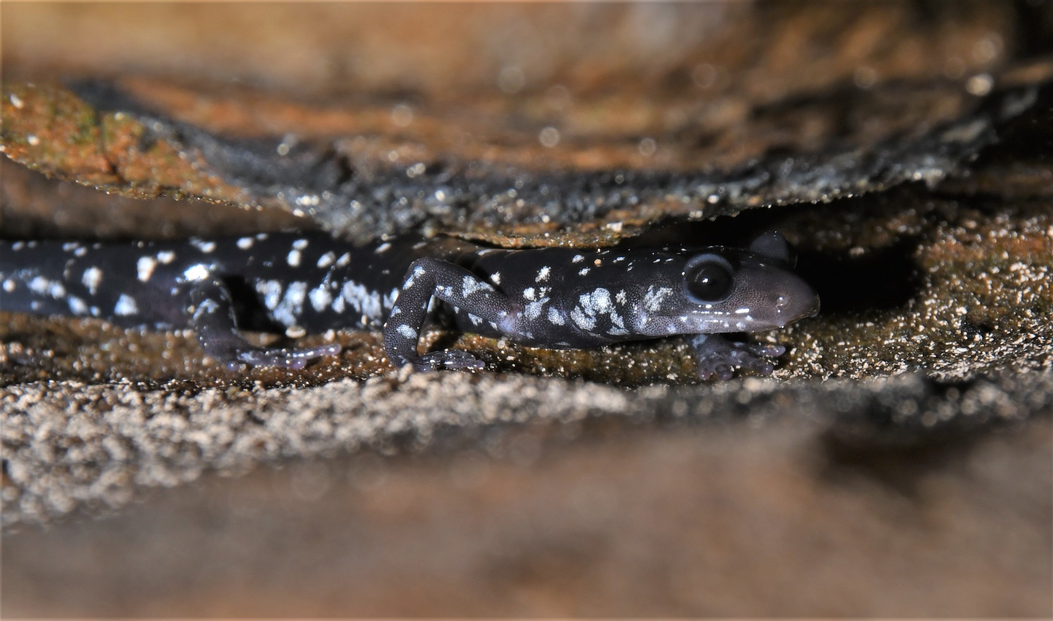 Plethodon kentucki Mittleman, 1951