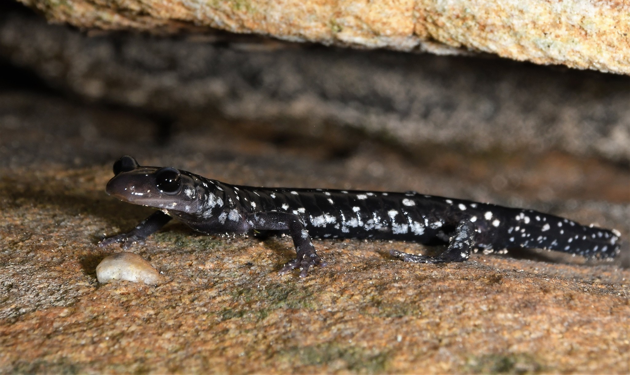 Plethodon kentucki Mittleman, 1951