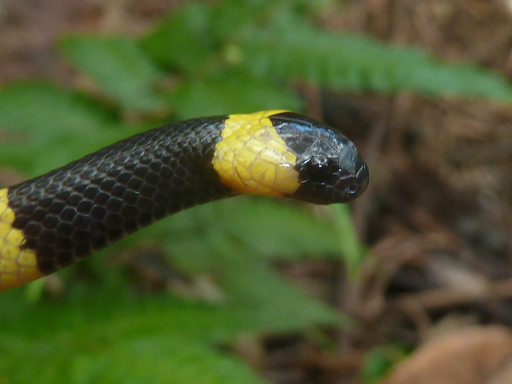 Terrestrial Snail Sucker from La Ceiba, Honduras on November 30, 2012 ...