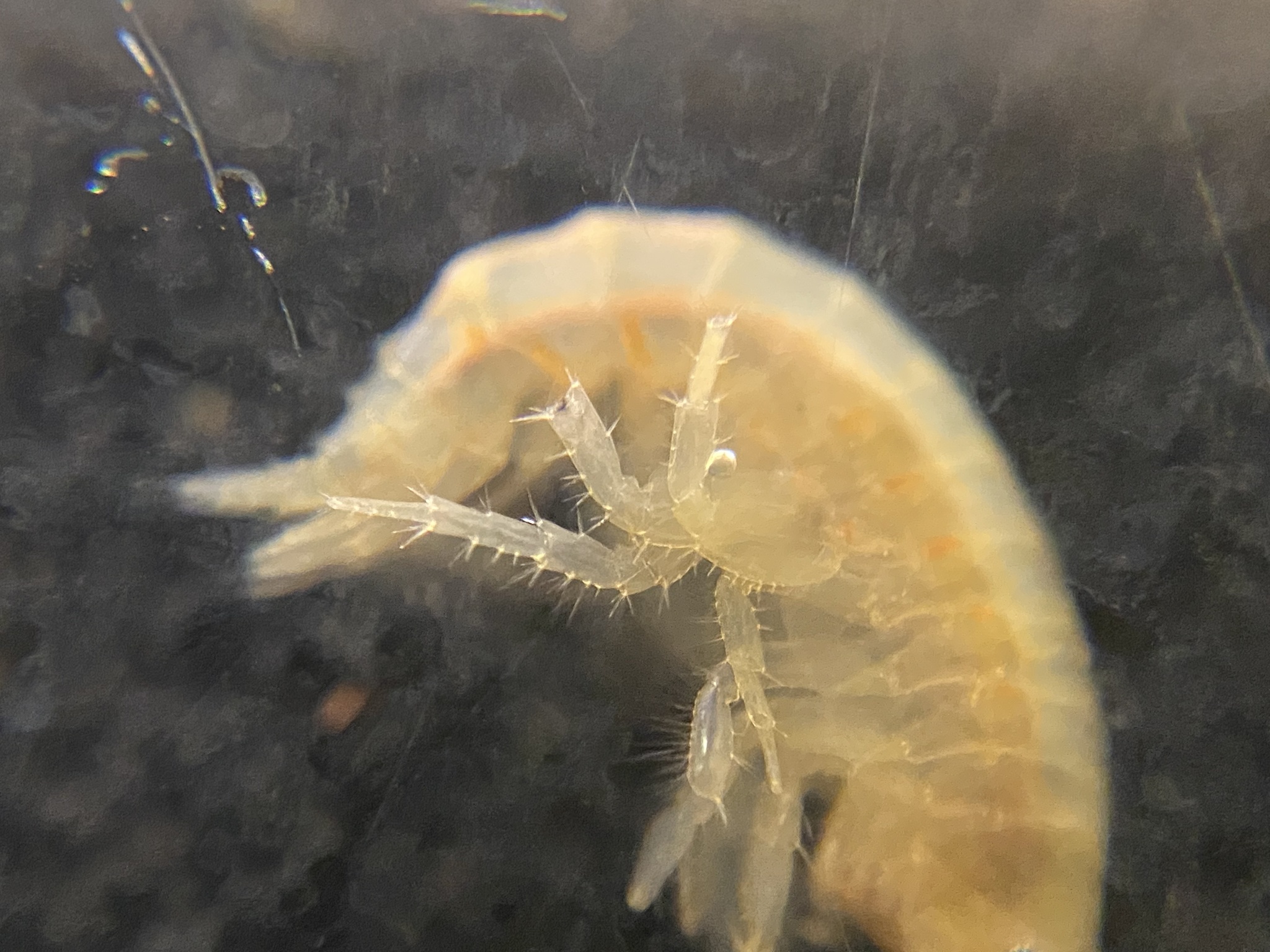 Gammarus pseudolimnaeus Bousfield, 1958