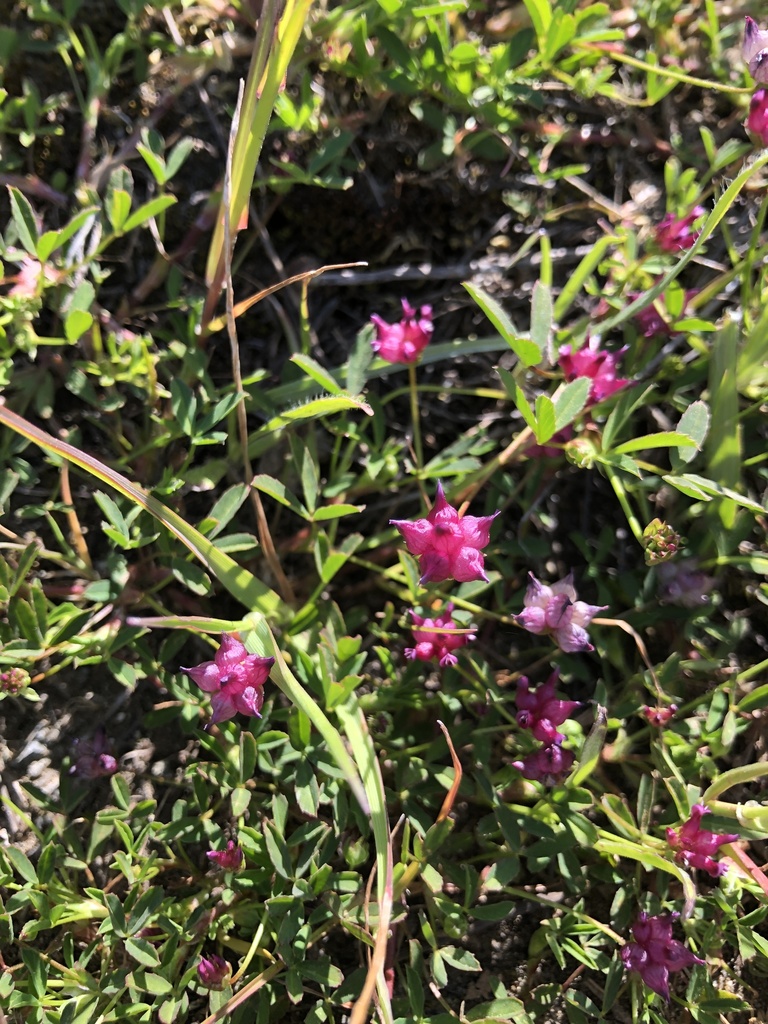 purple sack clover from Edgewood County Park, San Mateo, Golden Gate ...