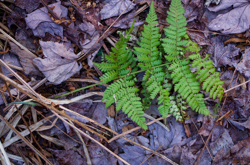 triploid wood fern from Chautauqua, New York, United States on March 24 ...