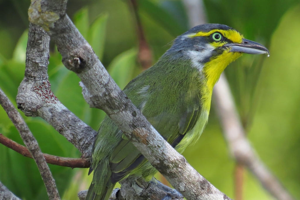Slaty-capped Shrike-Vireo (Finca AGF Tucán del Choco Gualchan /Carchi ...
