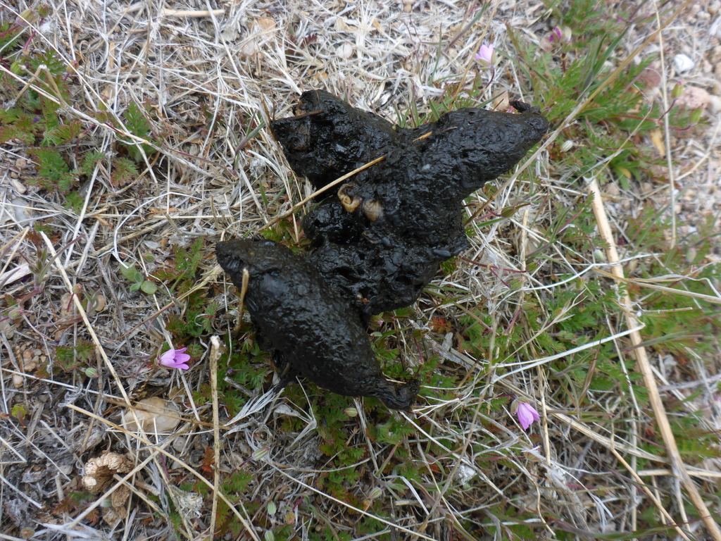 San Joaquin Kit Fox in March 2021 by Lorri Gong. scat · iNaturalist