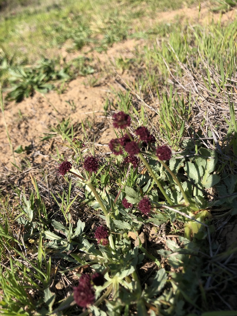 Purple Sanicle from Marin Headlands, Tamalpais, CA, US on March 24 ...