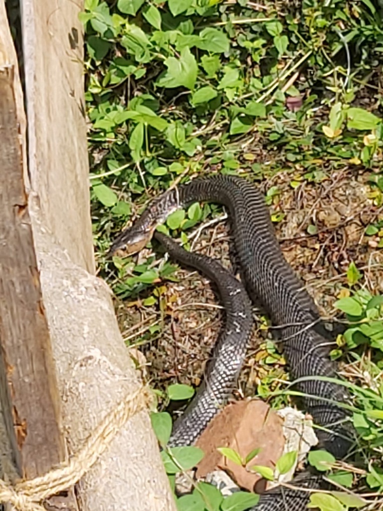 Snakes by chanchris611 · iNaturalist