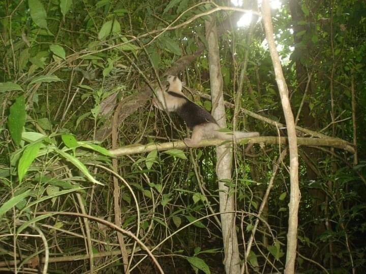 Northern Tamandua from Carara National Park, Turrubares, San Jose, CR ...