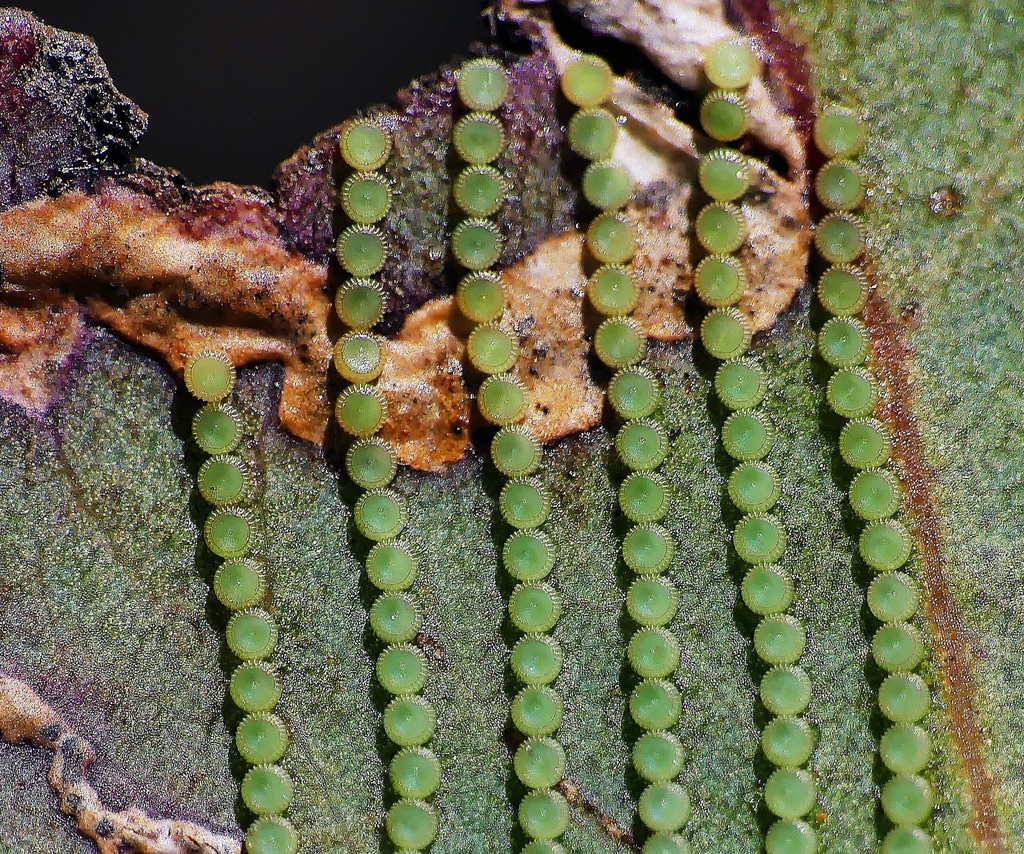 Gum Leaf Skeletonizer from Belair SA 5052, Australia on March 22, 2021 ...
