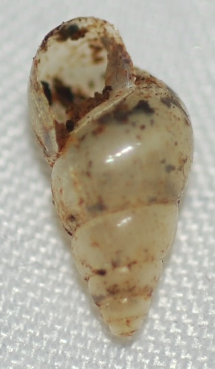 Awl Snails and Allies from Restrepo, Valle del Cauca, Colombia on March ...