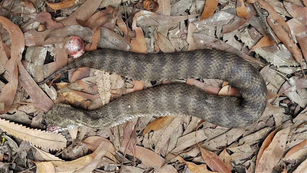 Common Death Adder from Jervis Bay JBT 2540, Australia on March 25 ...