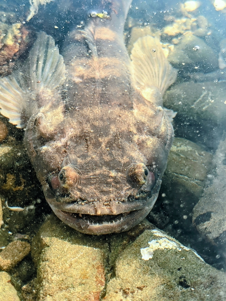 Plainfin Midshipman (Nearshore Fish of Vashon-Maury Island) · iNaturalist