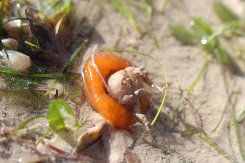 Genus Cryptodromia · iNaturalist