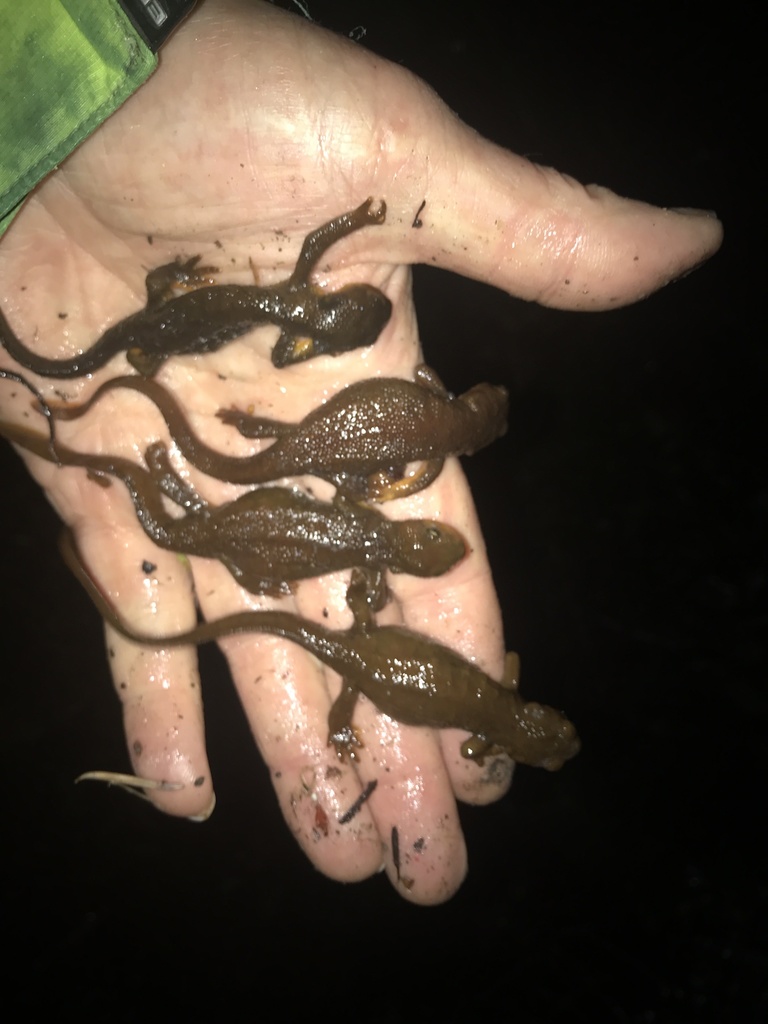 Rough-skinned Newt from Frenchmans Pond, Vashon, WA, US on March 24 ...