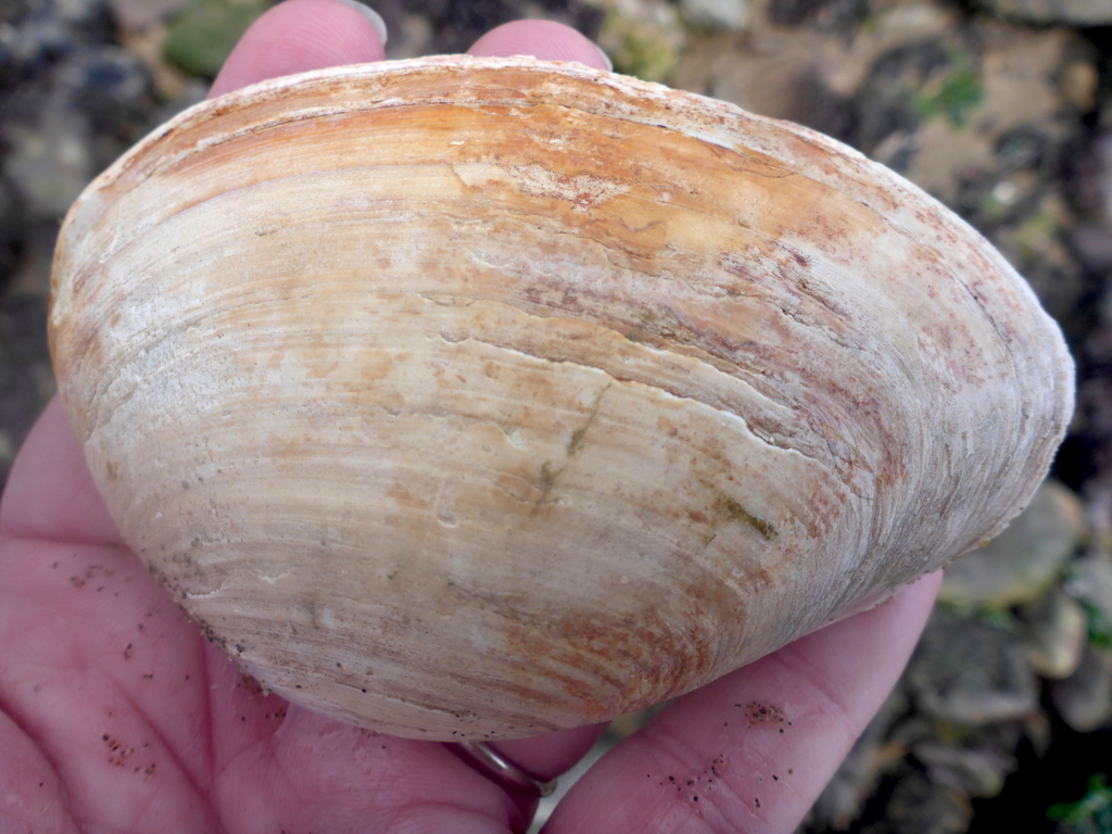 Pacific Gaper (China Cove Organisms) · iNaturalist